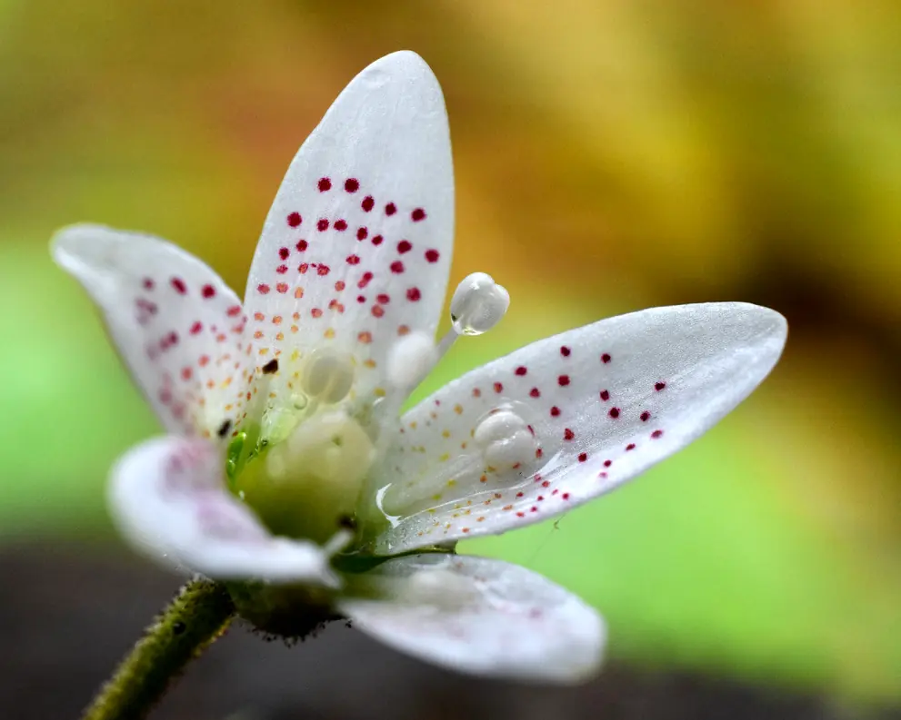 Macrophotography In The Garden – Herbidacious
