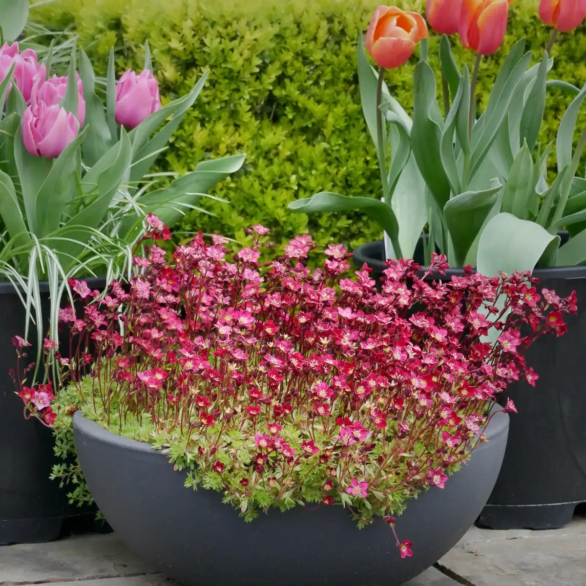 Creative Ways to Use Pots in the Garden – Herbidacious