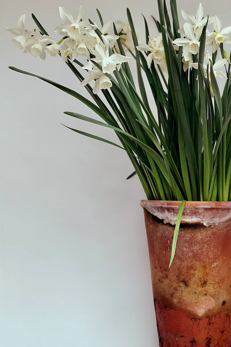 Creative Ways to Use Pots in the Garden – Herbidacious