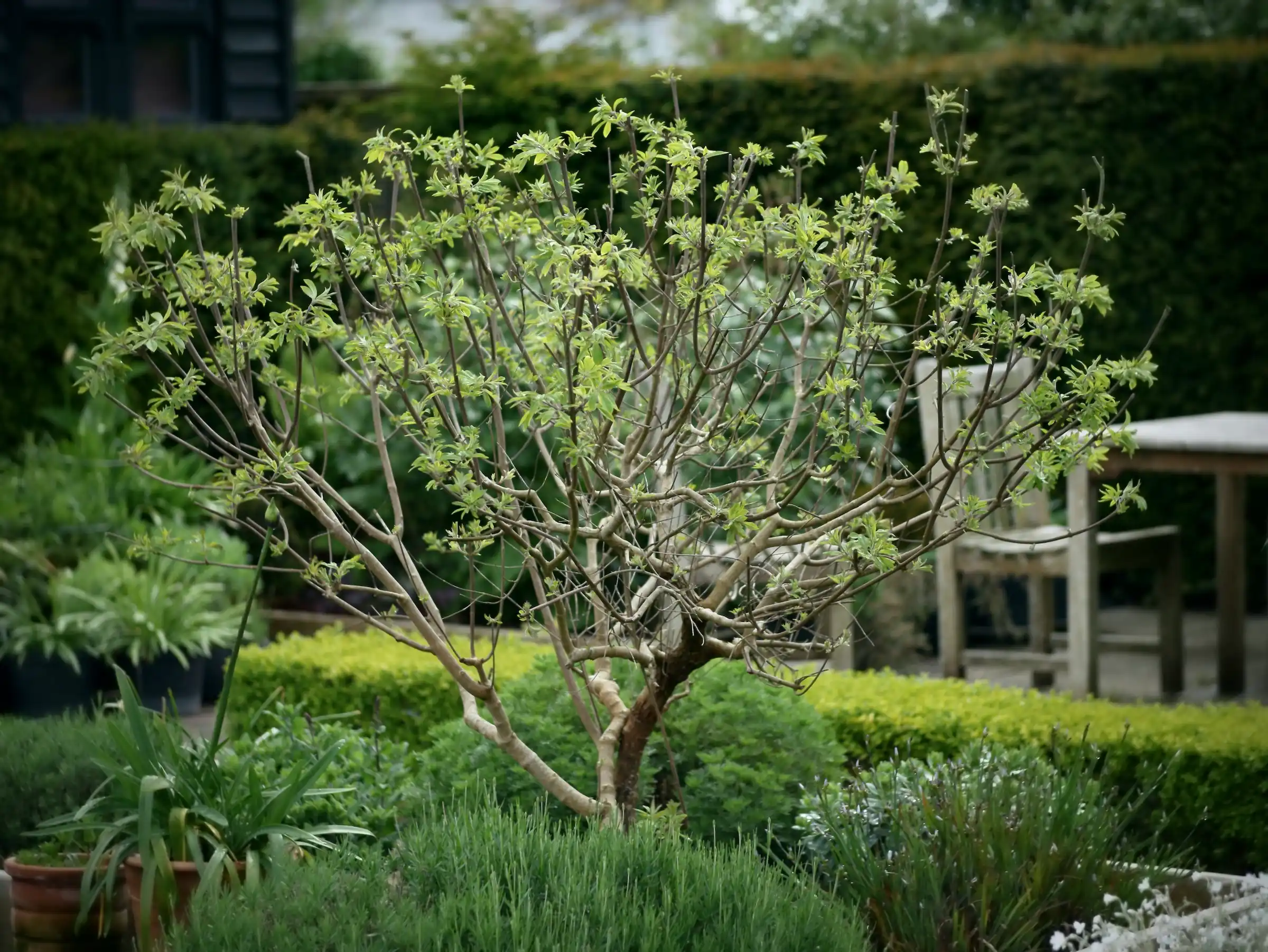 Chaste Tree — Vitex agnus-castus – Herbidacious