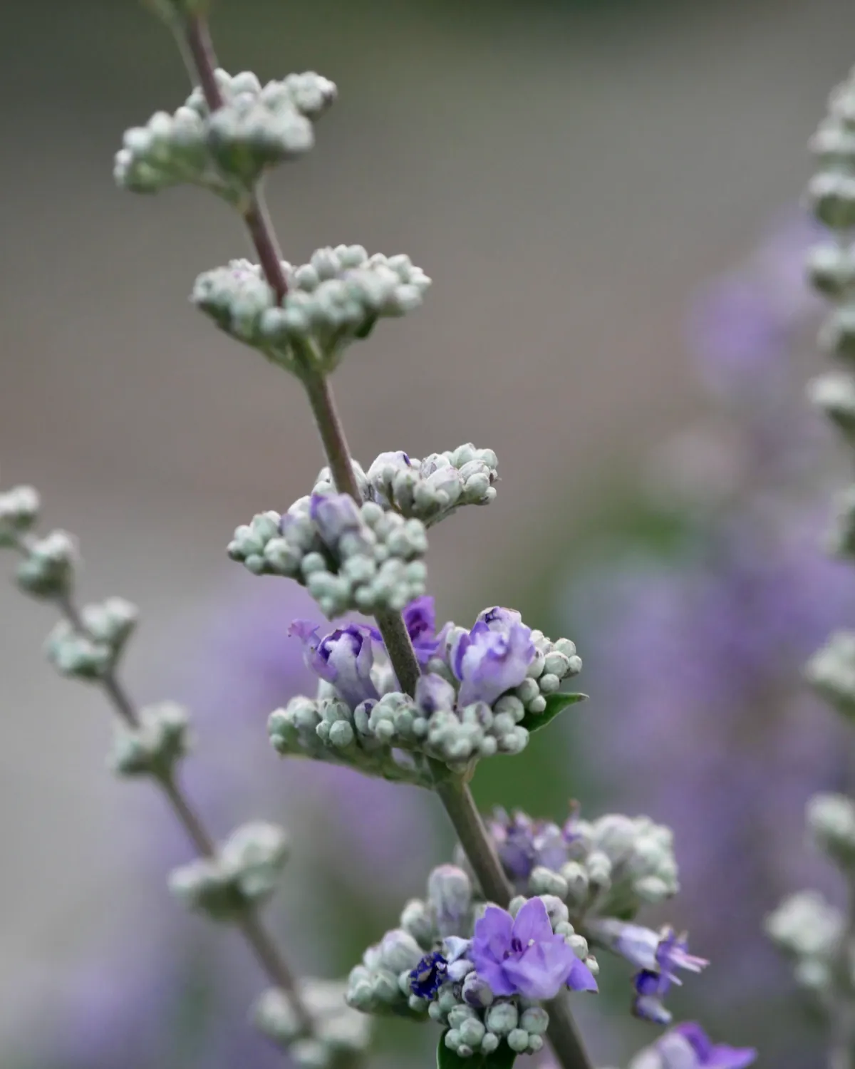 Chaste Tree — Vitex agnus-castus – Herbidacious