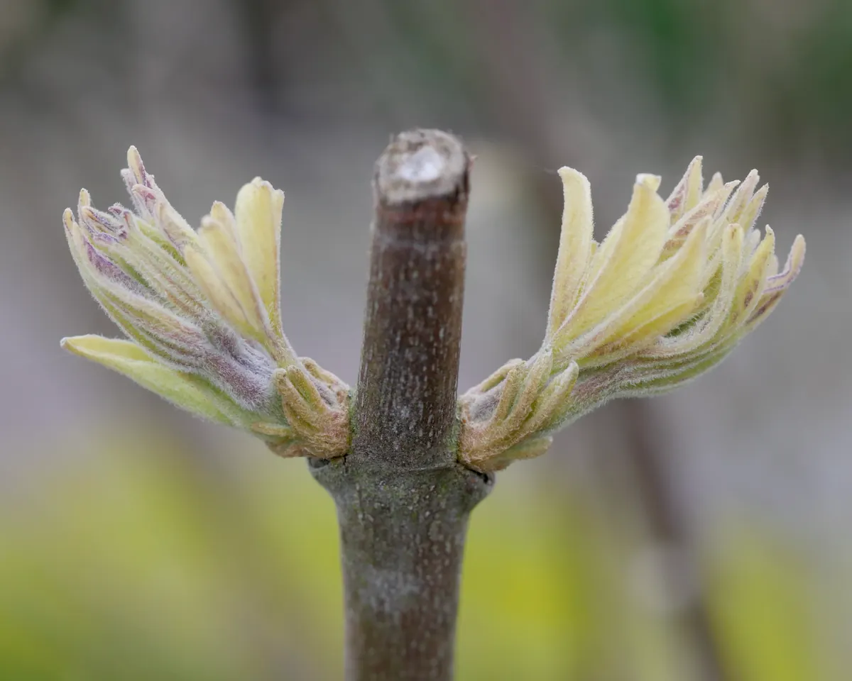 Chaste Tree — Vitex agnus-castus – Herbidacious