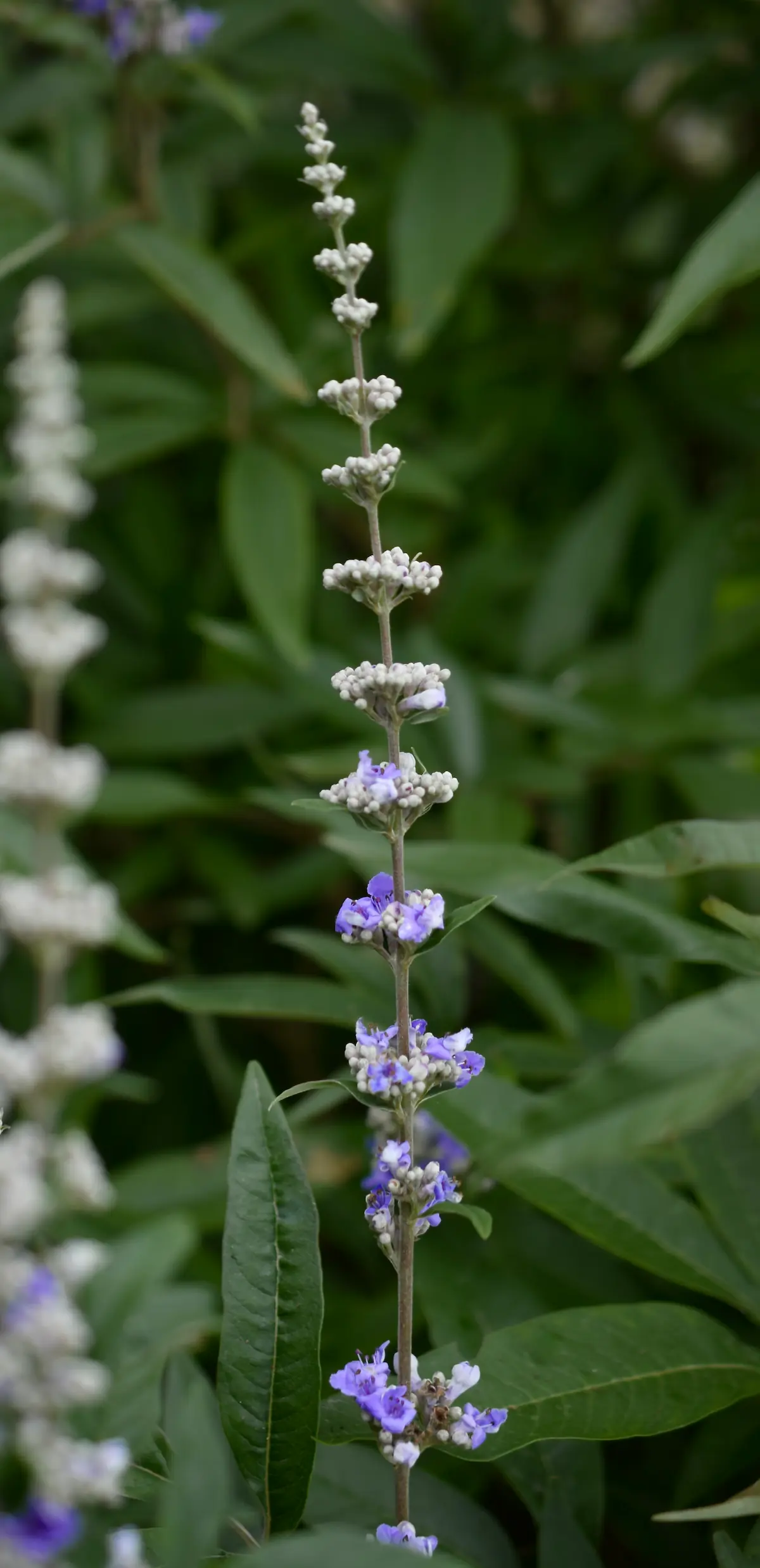 Chaste Tree — Vitex agnus-castus – Herbidacious