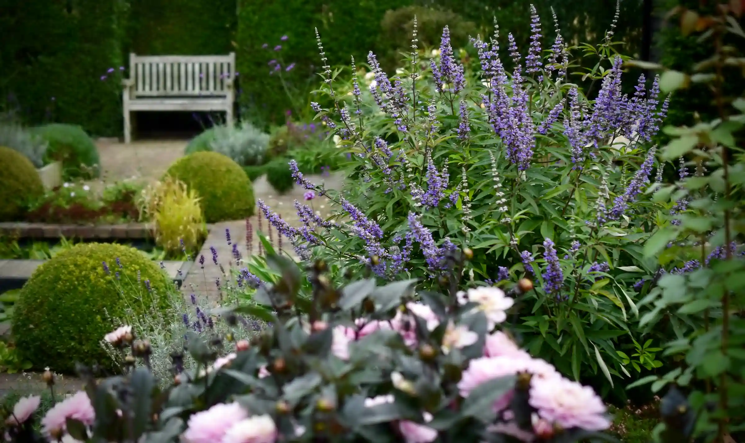 Chaste Tree — Vitex agnus-castus – Herbidacious