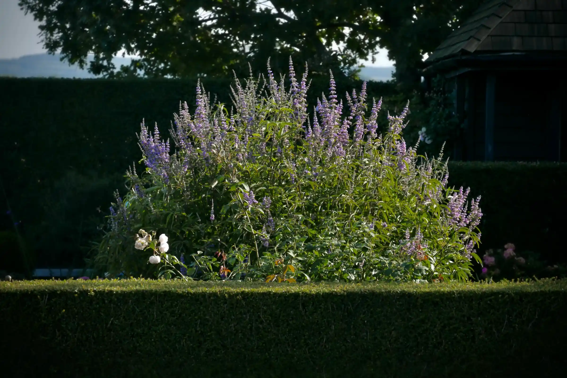Chaste Tree — Vitex agnus-castus – Herbidacious