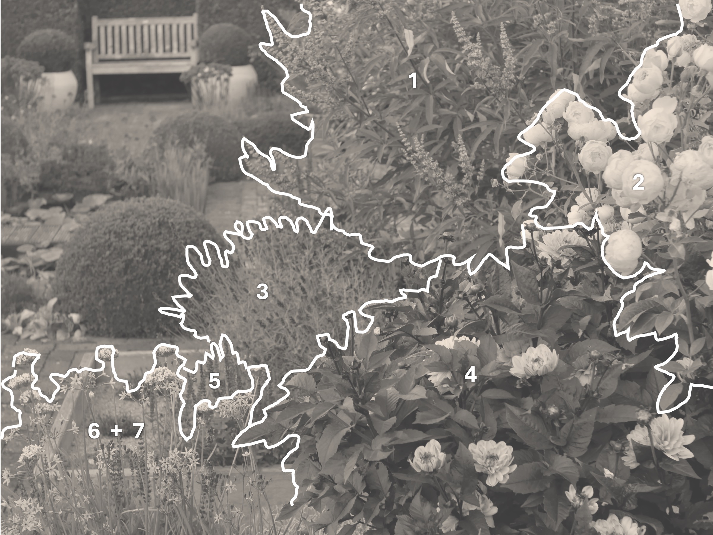 Chaste Tree — Vitex agnus-castus – Herbidacious