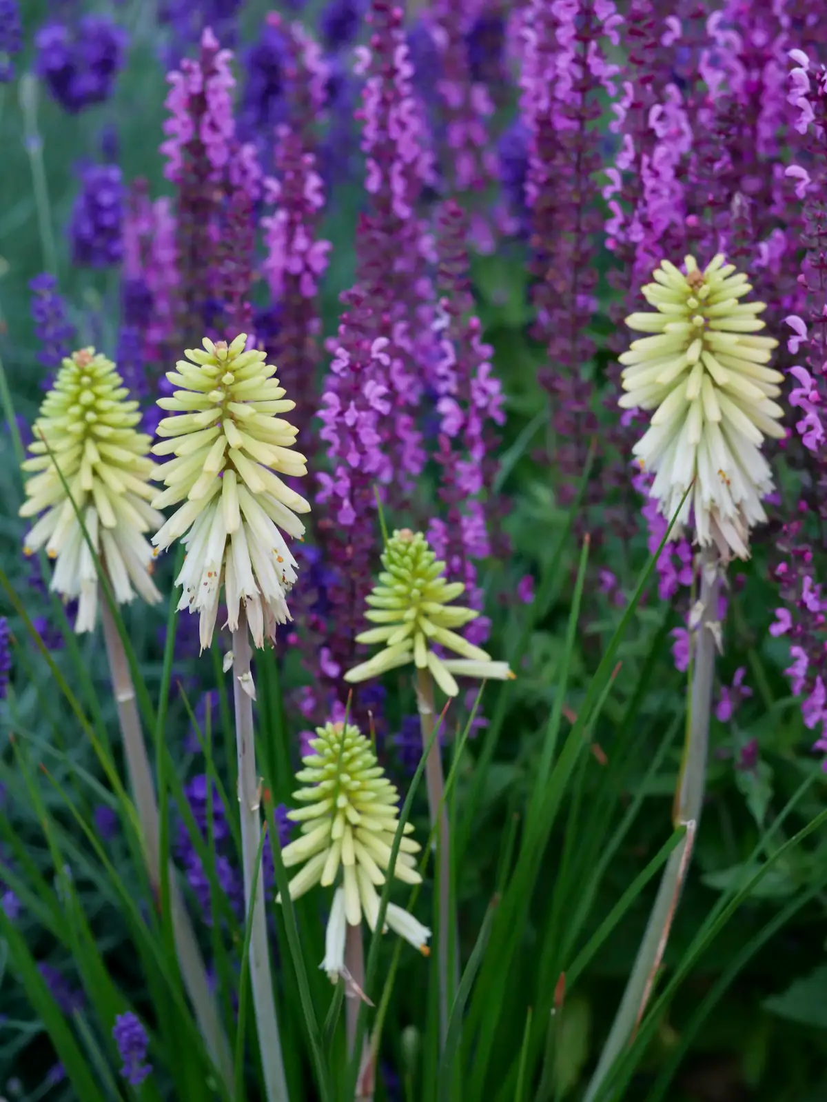 Five Perennial Planting Plans That Fit in 10 sq ft – Herbidacious