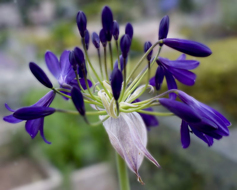 Five Perennial Planting Plans That Fit in 10 sq ft – Herbidacious