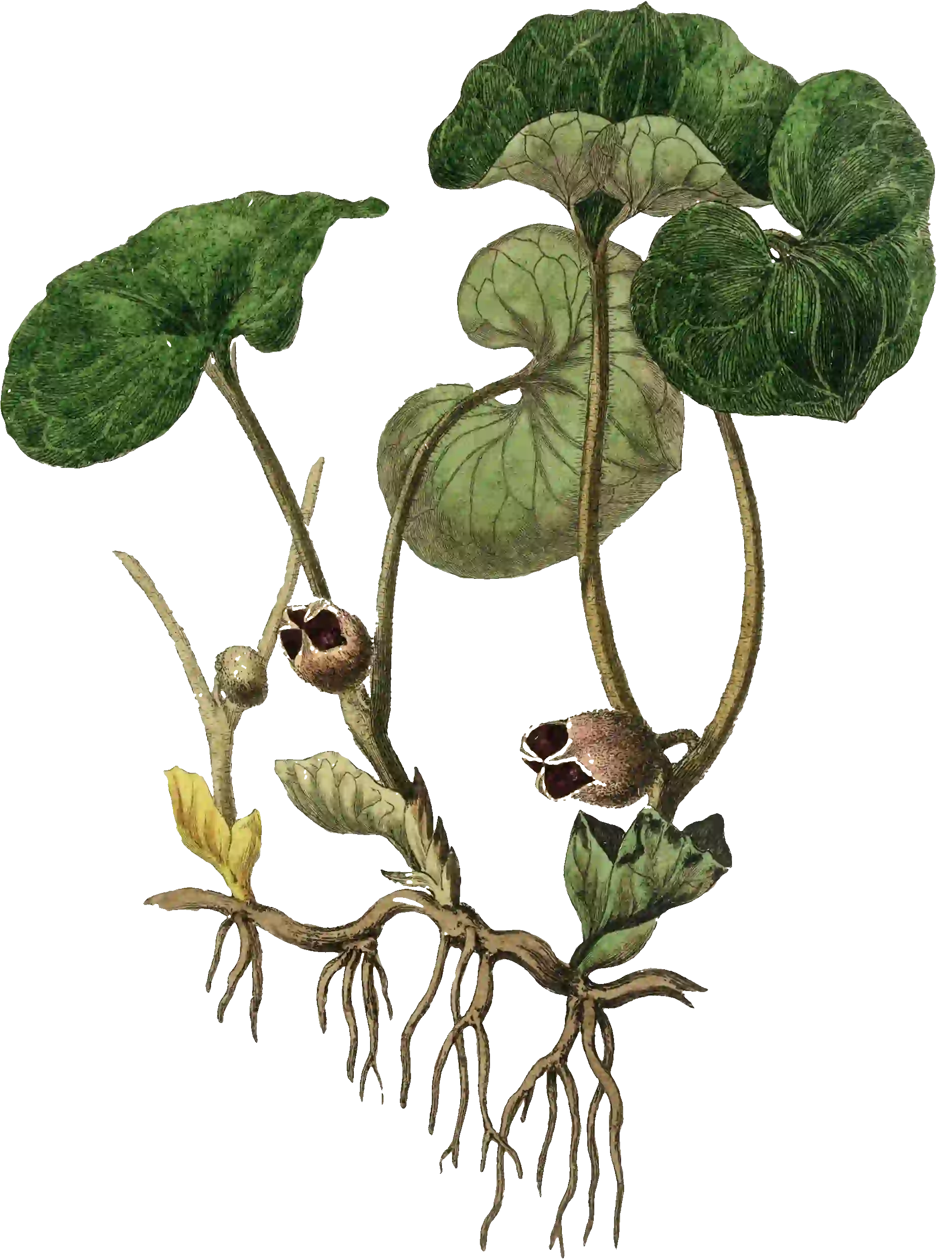 Five Perennial Planting Plans That Fit in 10 sq ft – Herbidacious