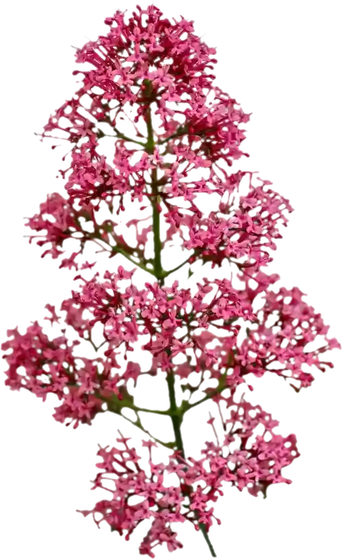 Five Perennial Planting Plans That Fit in 10 sq ft – Herbidacious