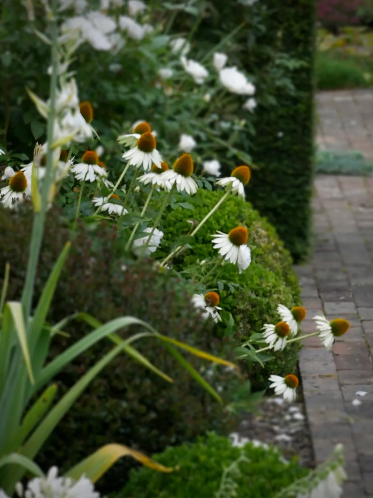 Five Perennial Planting Plans That Fit in 10 sq ft – Herbidacious