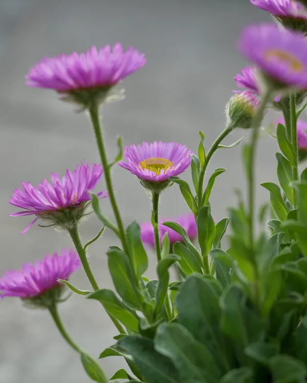 Five Perennial Planting Plans That Fit in 10 sq ft – Herbidacious
