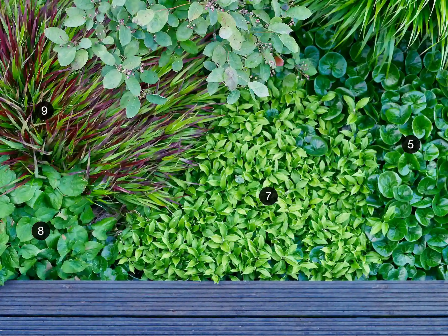 Five Perennial Planting Plans That Fit in 10 sq ft – Herbidacious