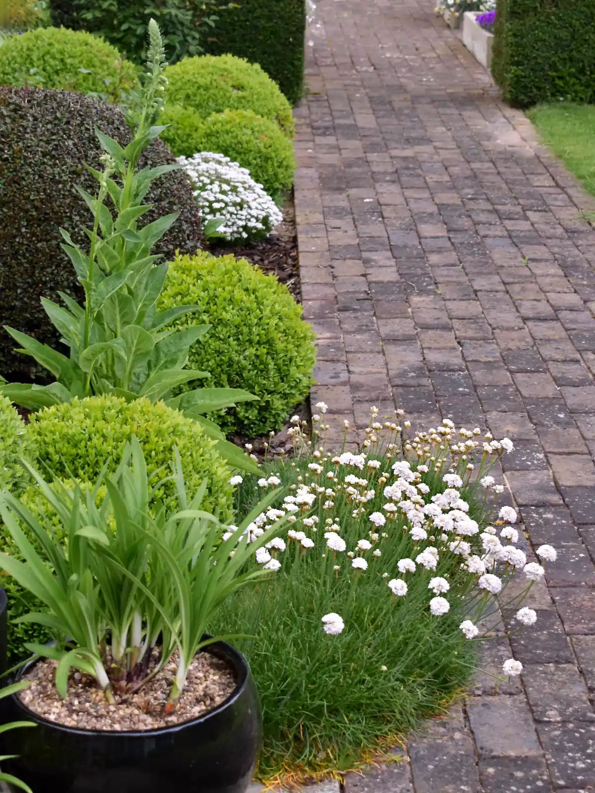 Five Perennial Planting Plans That Fit in 10 sq ft – Herbidacious