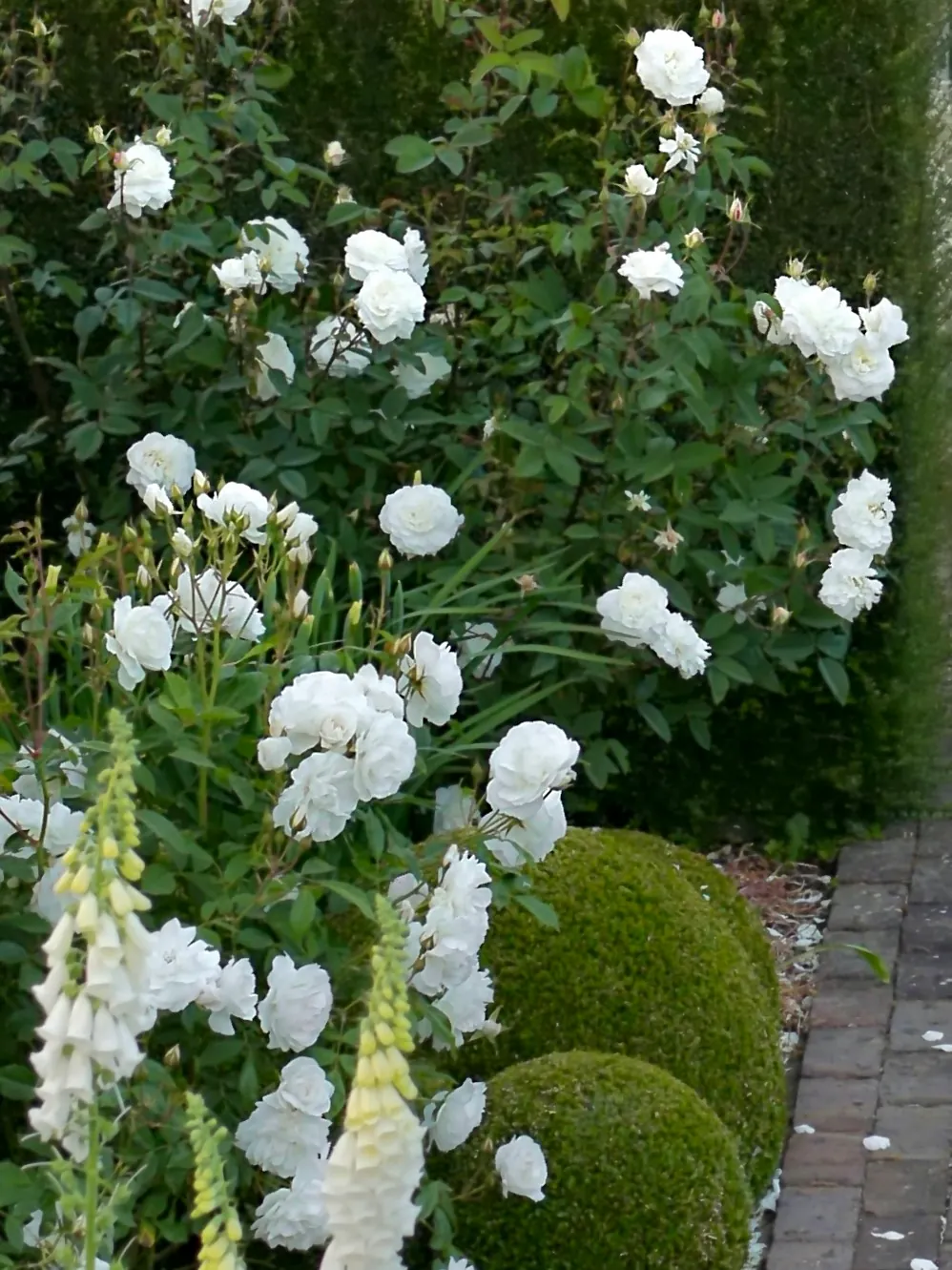 Five Perennial Planting Plans That Fit in 10 sq ft – Herbidacious