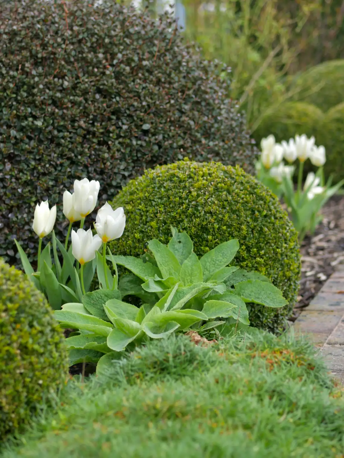 Five Perennial Planting Plans That Fit in 10 sq ft – Herbidacious