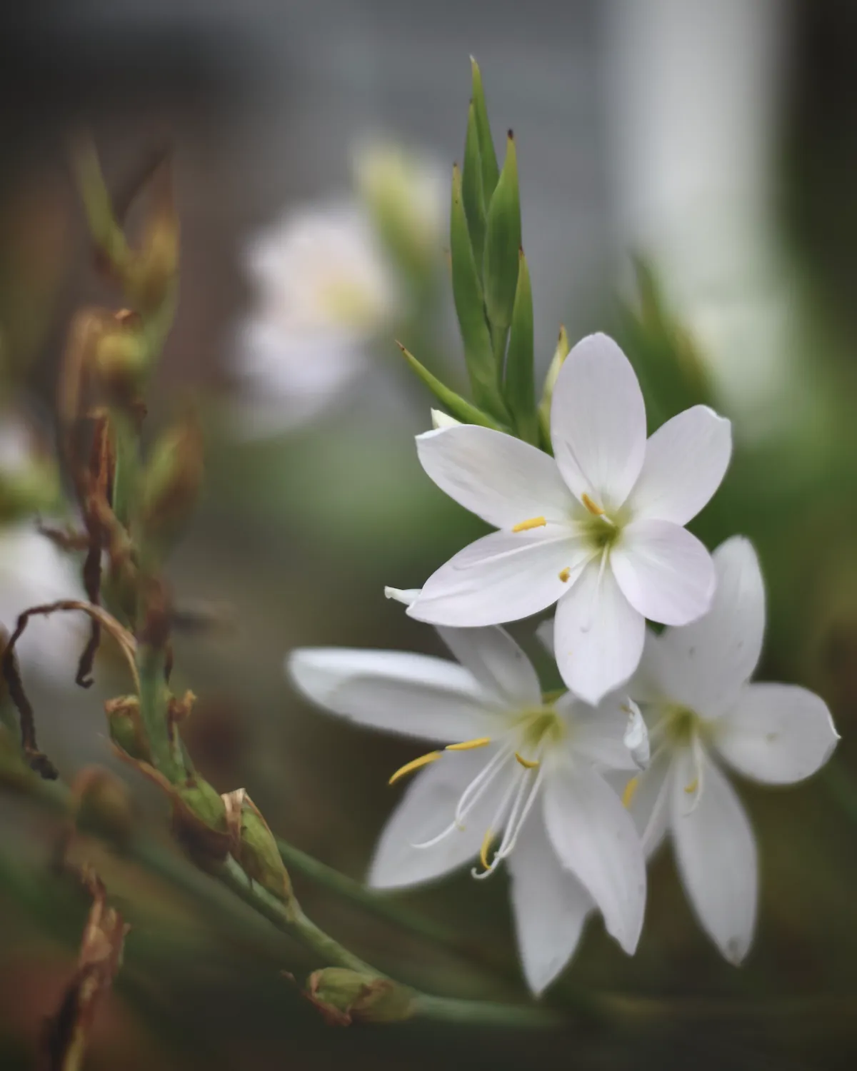 Five Perennial Planting Plans That Fit in 10 sq ft – Herbidacious