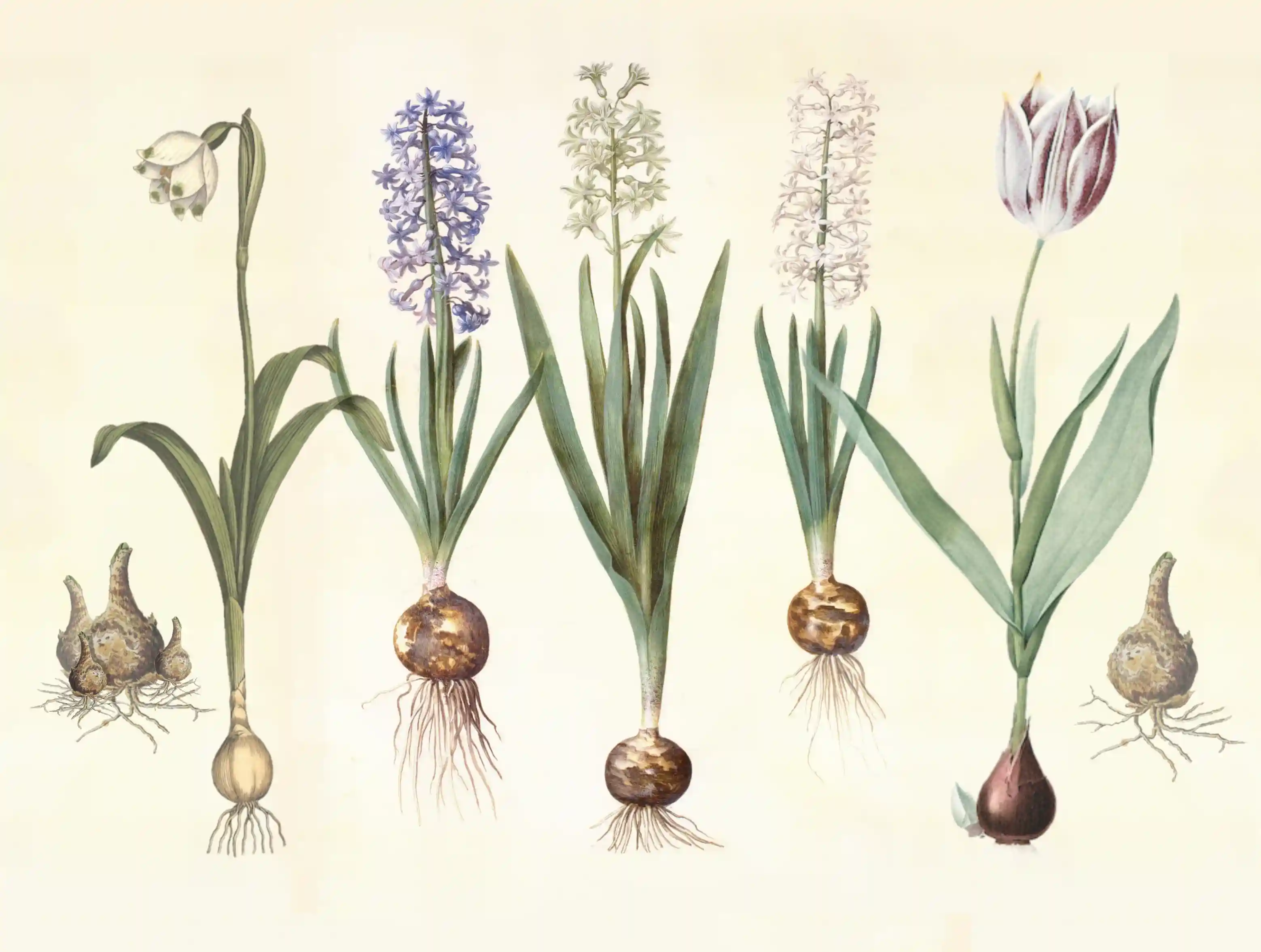20 Beautiful Bulbs for Every Season – Herbidacious
