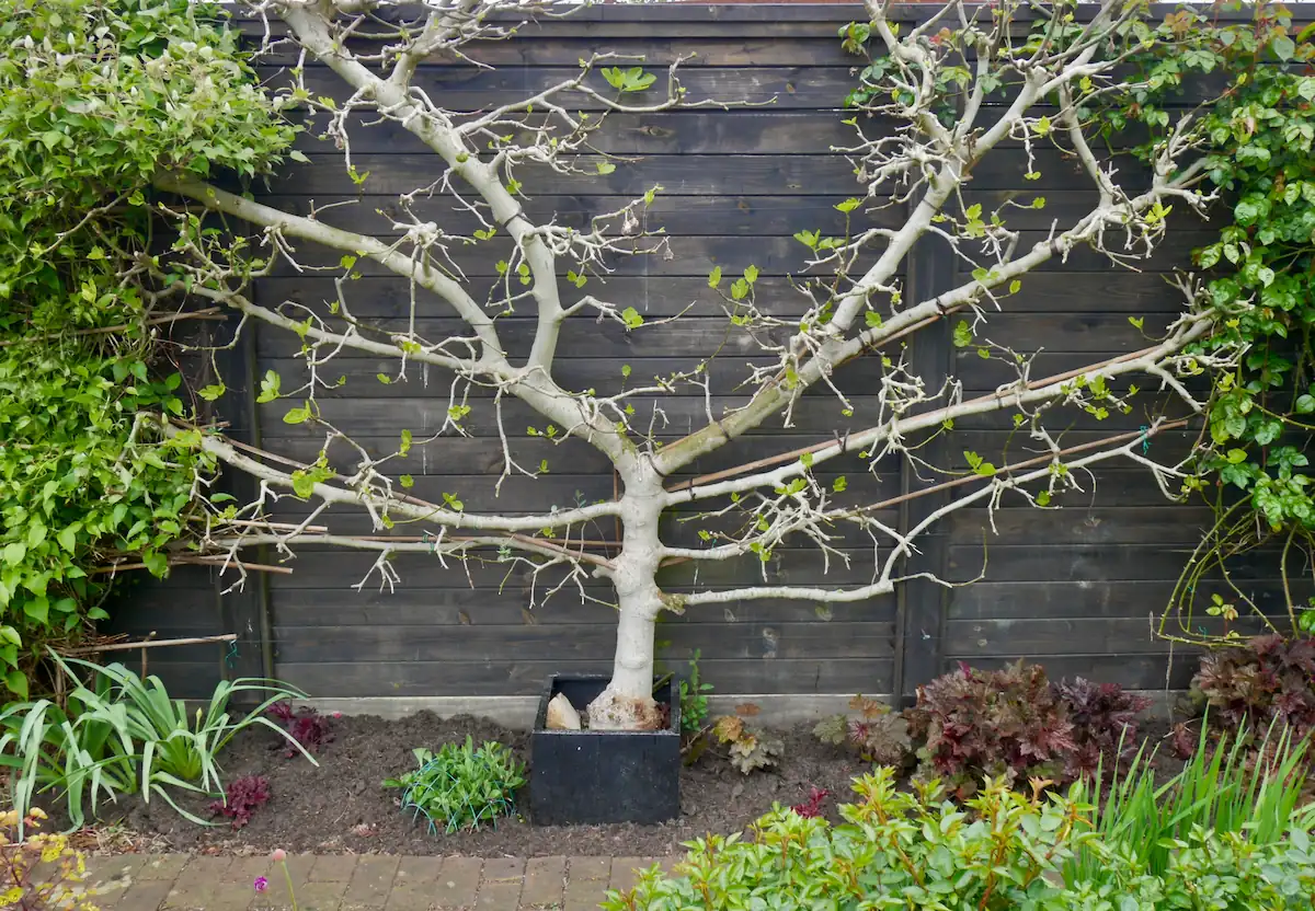 Garden Diary — Spring 2025 – Herbidacious