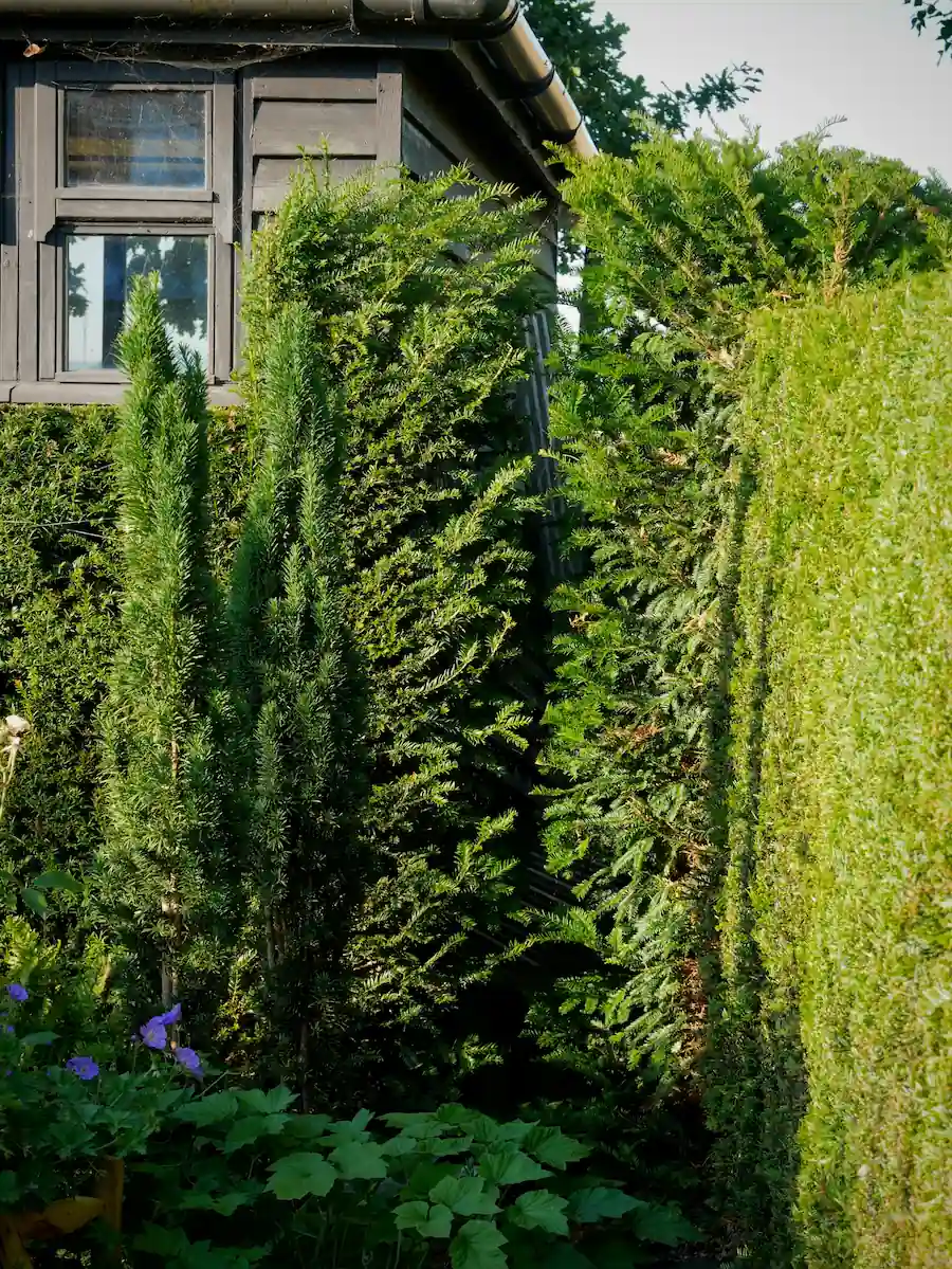 Garden Diary — Summer 2025 – Herbidacious