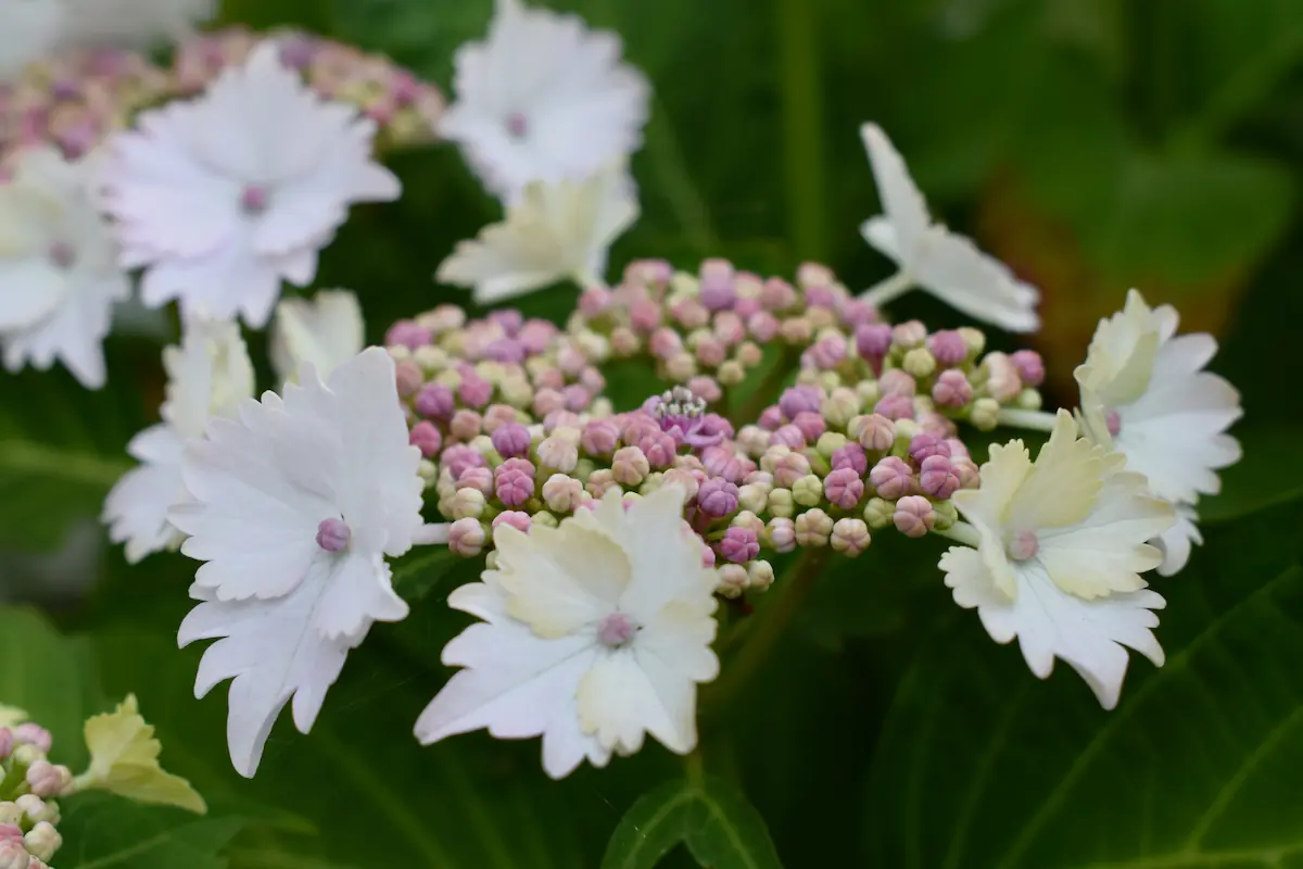 4 White Hydrangeas (Long-Term Review) – Page 2 – Herbidacious