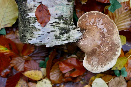 A Walk in Slindon Woods – Herbidacious