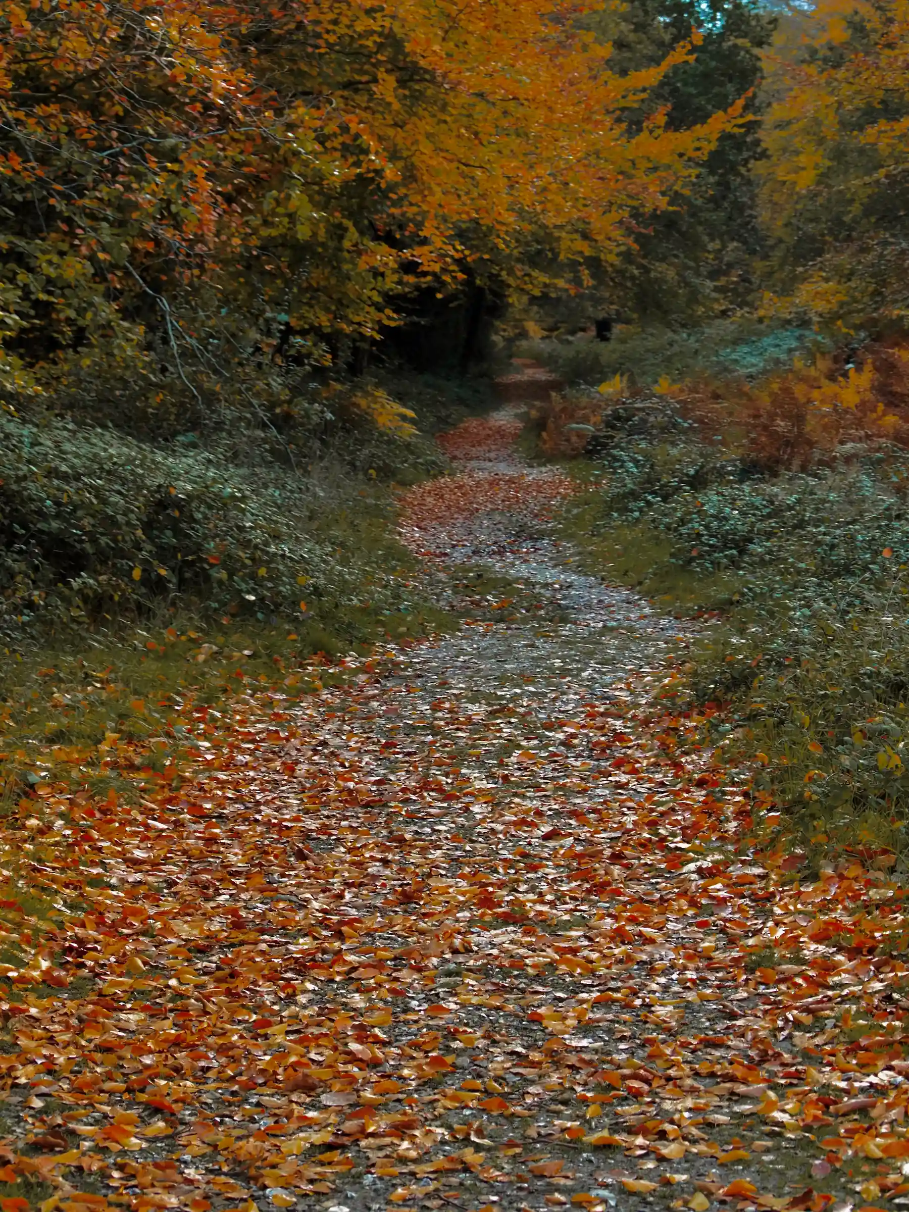 A Walk in Slindon Woods – Herbidacious